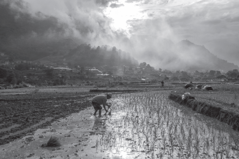 Indigenous Farming - Morph Magazine